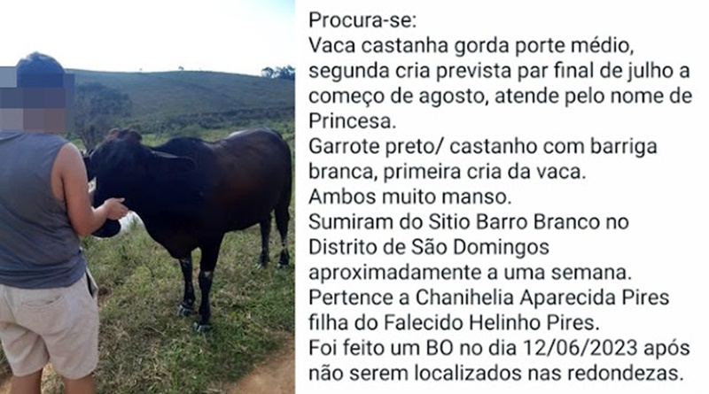 Vaca e garrote desaparecem em distrito de Aventureiro e menino fica ...