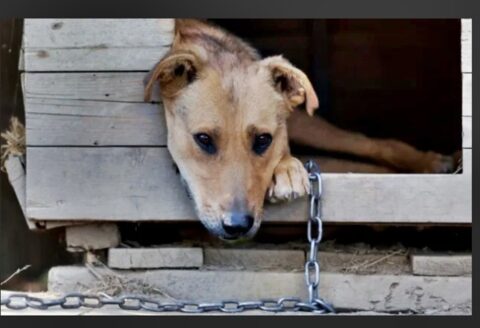 Proibido: manter animal acorrentado pode gerar multa de R$ 5 mil em ...